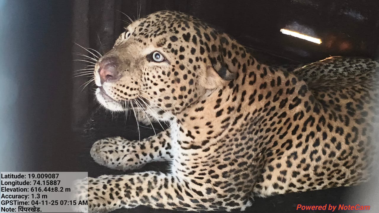 Pune: Are Junnar Leopards Family? Fresh Genetic Study Planned After Unusual Non-Territorial ...