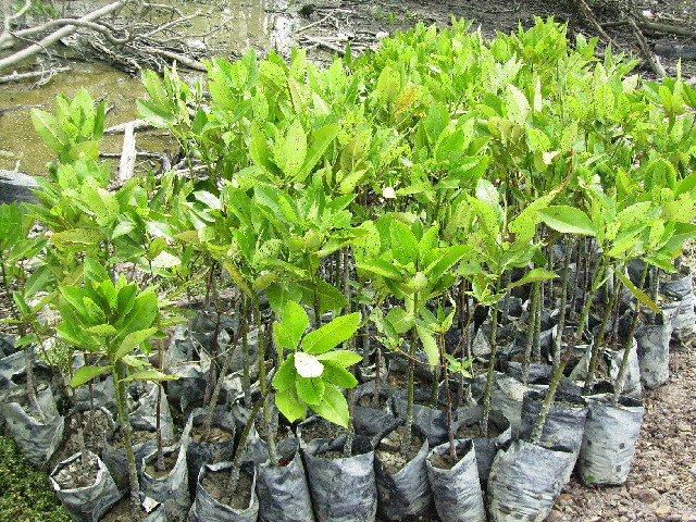 Pune: Punekars Buy 40,000 Indigenous Tree Saplings From PMC Garden ...