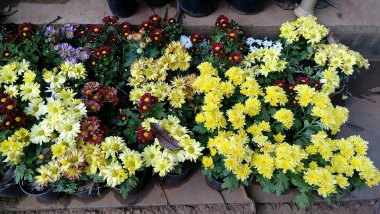 Farmer earns Rs 6 lakhs per acre selling Shevanti flowers instead of ...