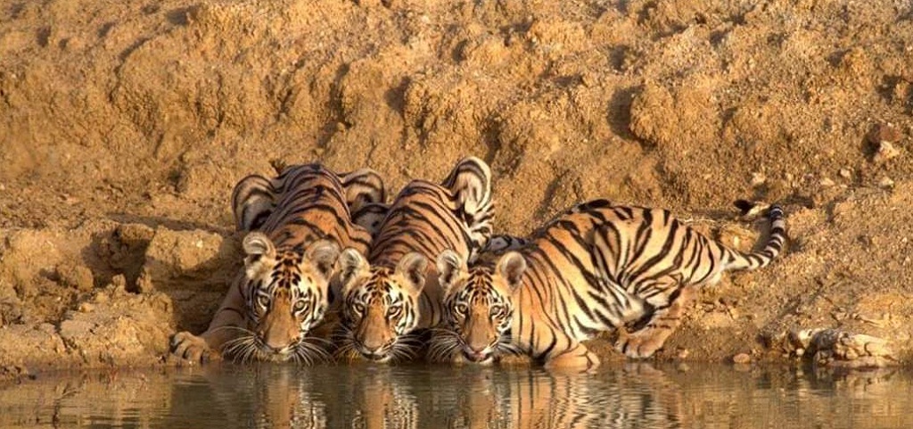 Managing Human-Wildlife Interface in Chandrapur - Punekar News