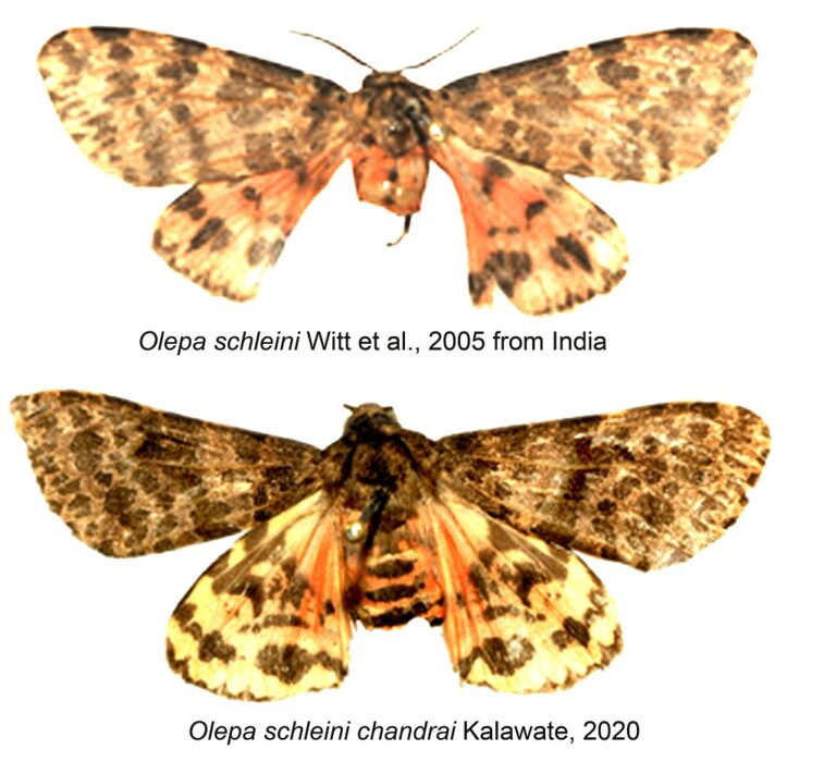 Pune scientist discovers new species of tiger moth with help of DNA ...