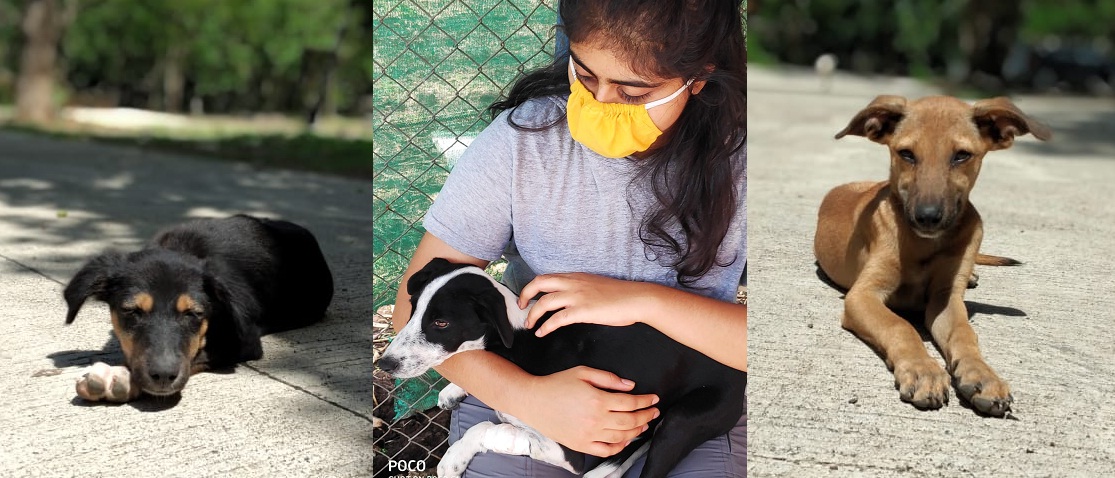 Deadly Parvovirus infecting Dogs in Pune, PMC in cooperation with ...