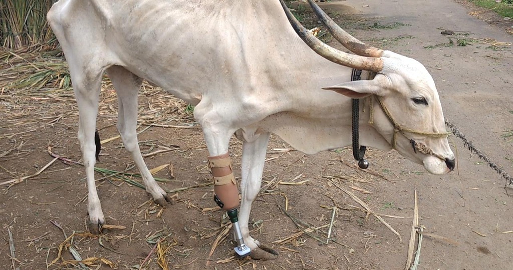 Pune hospital gifts artificial limb to a three-legged cow - Punekar News