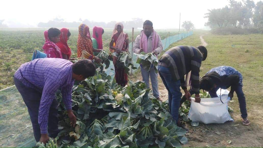 Pune-Based Agri10x Buys Cauliflower At Ten Times Rate From Bihar Farmer ...