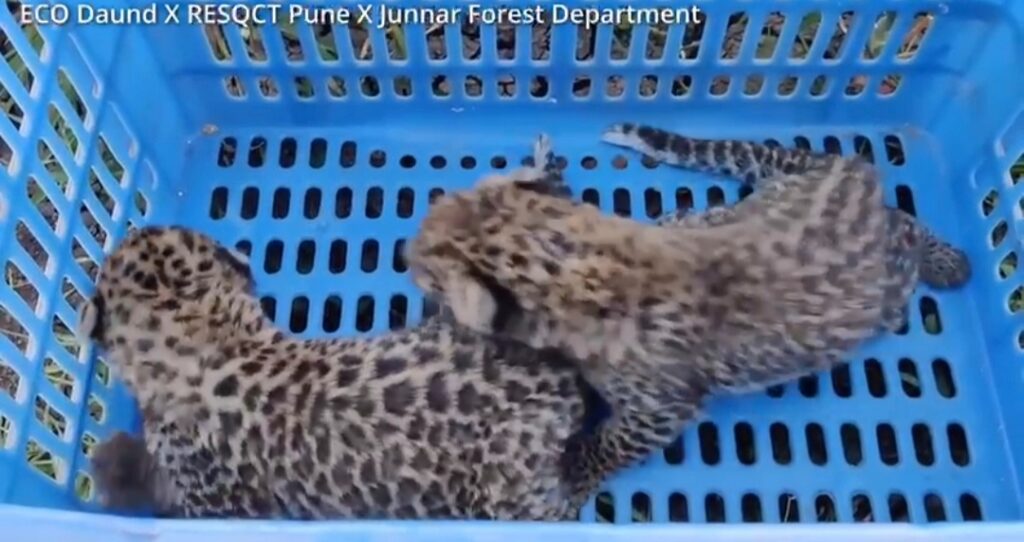 Pune: Two leopard cubs, discovered and reunited in one evening ...