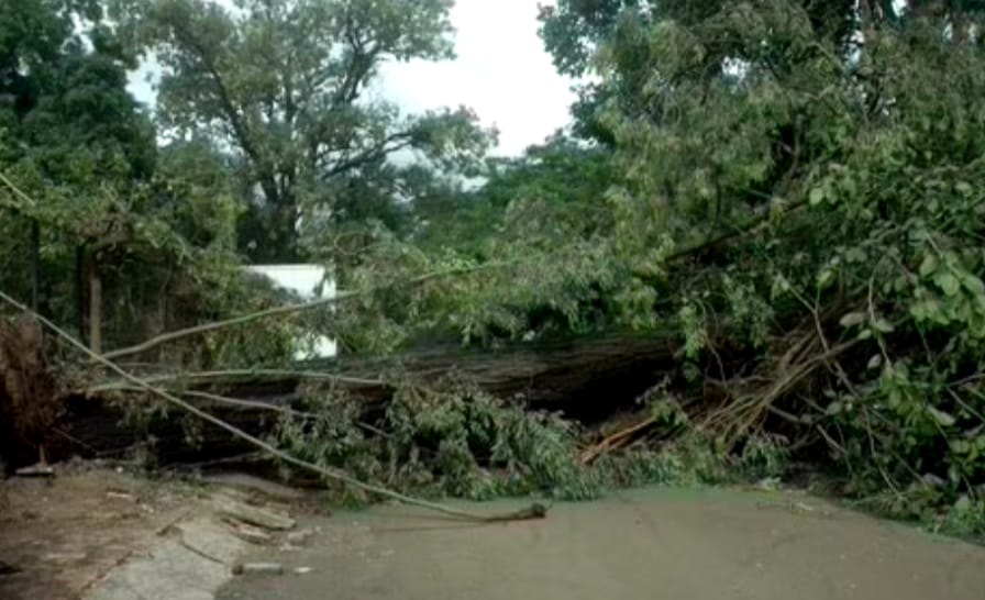 Pune : 13 Tree Fall Incidents Reported In City Due To Heavy Rainfall ...