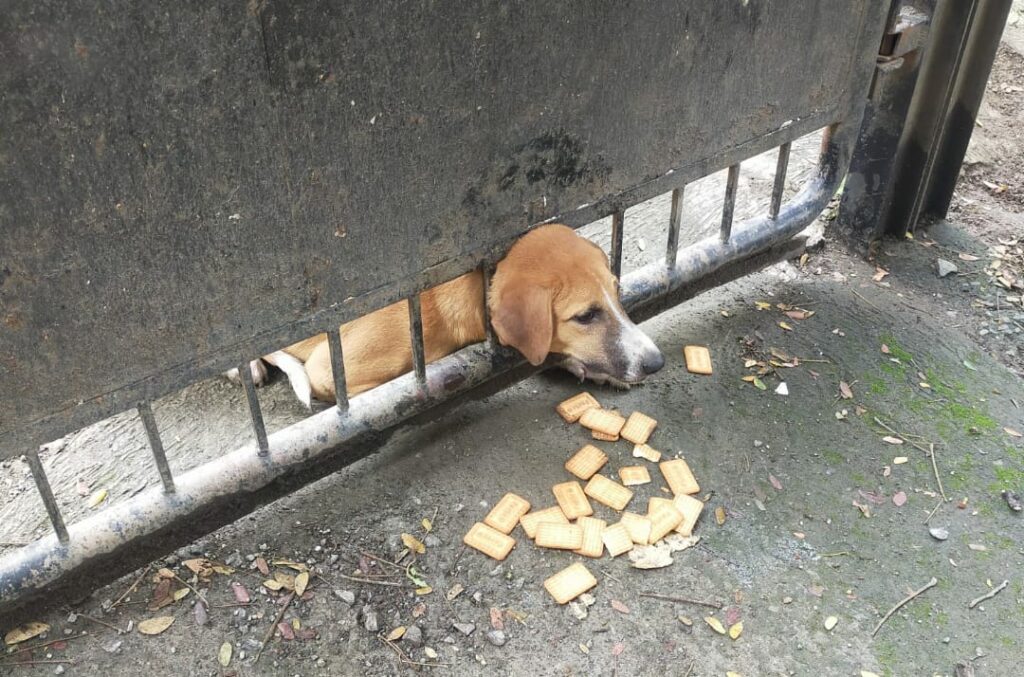 Pune: Dog Stuck In Gate Rescued By Fire Brigade - Punekar News