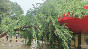 Pune: Rainfall Leads To Tree Falling At 10 Places - Punekar News