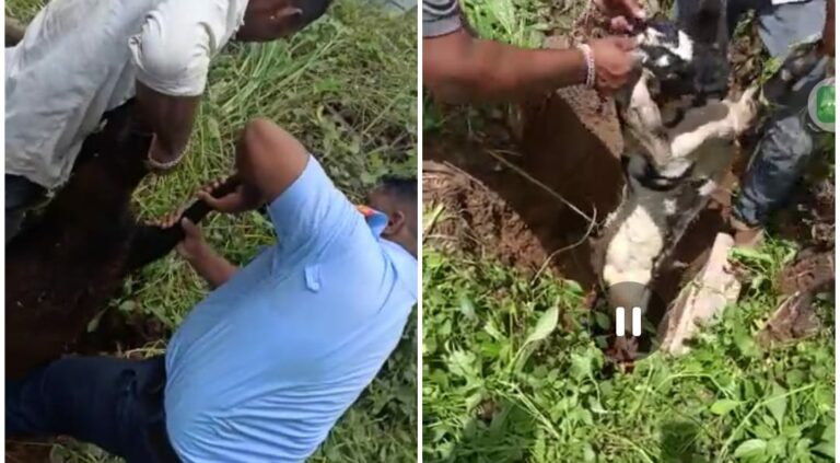 Pune: Two Goats And A Sheep Stuck In 7 Ft Deep Chamber Rescued By Fire ...