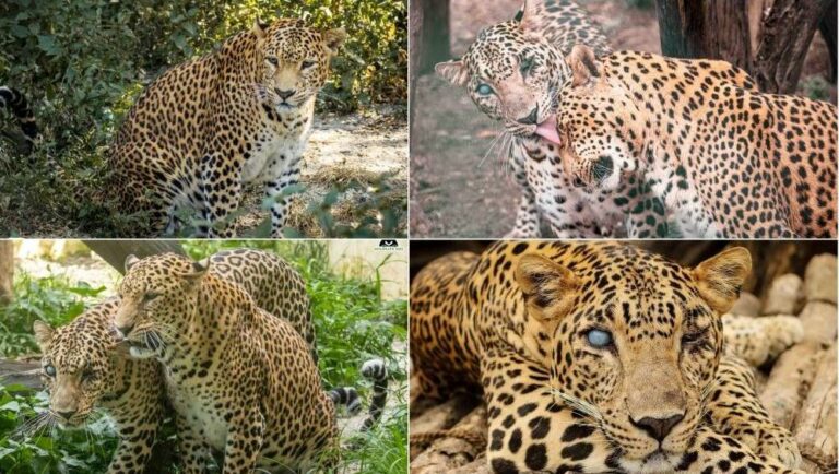 Pune: Two Rescued Leopards Share Uncommon Friendship - Punekar News