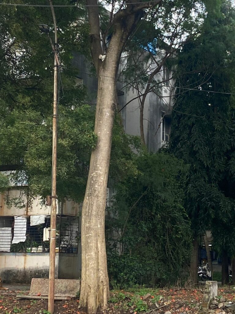 Pune: Kitten Stuck On Tree Rescued By Fire Brigade - Punekar News