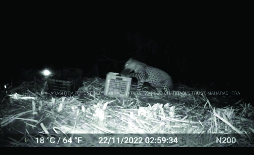 Leopard Cubs Found In Karad Reunited With Mother - Punekar News