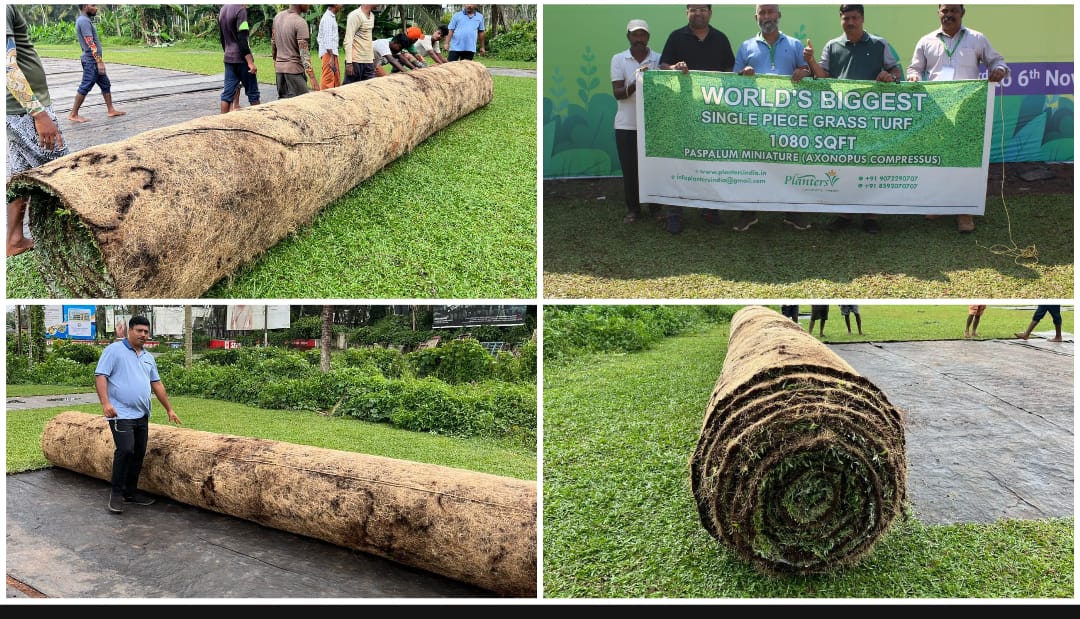 Pune: Environmentalists Create Largest Natural Grass Carpet - Punekar News Pune: Environmentalists Create Largest Natural Grass Carpet - Punekar News