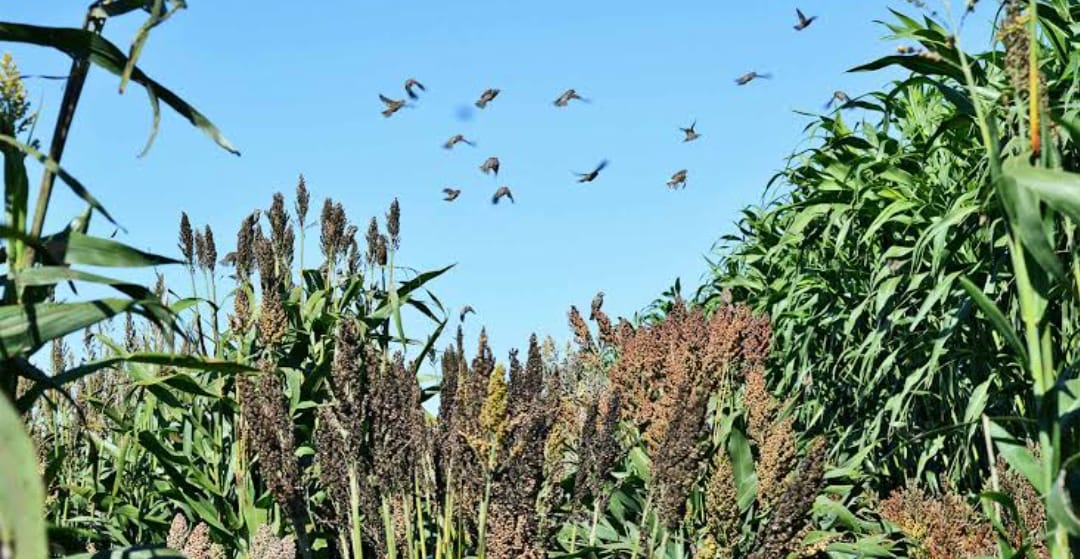 Pune: Birds Destroying Sorghum Crops Pre-Harvest, Farmers Agitated ...