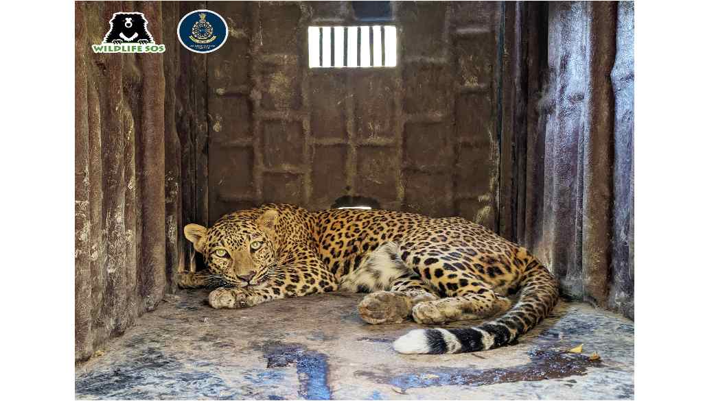 Pune: Entangled In Cable Wire, Leopard Gets Stuck Atop Banyan Tree ...