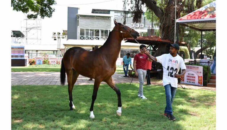 Pune to host ‘Marwari Horse Show - Punekar News