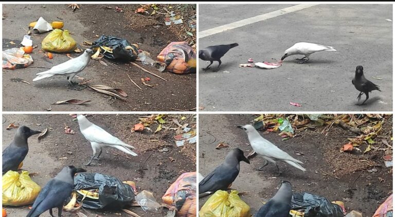 Unusual Sighting of White Crow in Pune Surprises Local Citizens ...