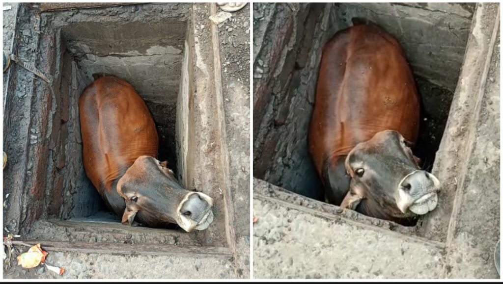 Pune: Prompt Response from Fire Brigade Saves Calf Trapped Open Chamber ...