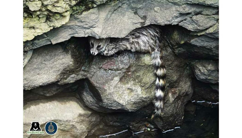Pune: Small Indian Civet Rescued From 45-Feet Deep Well In Junnar ...
