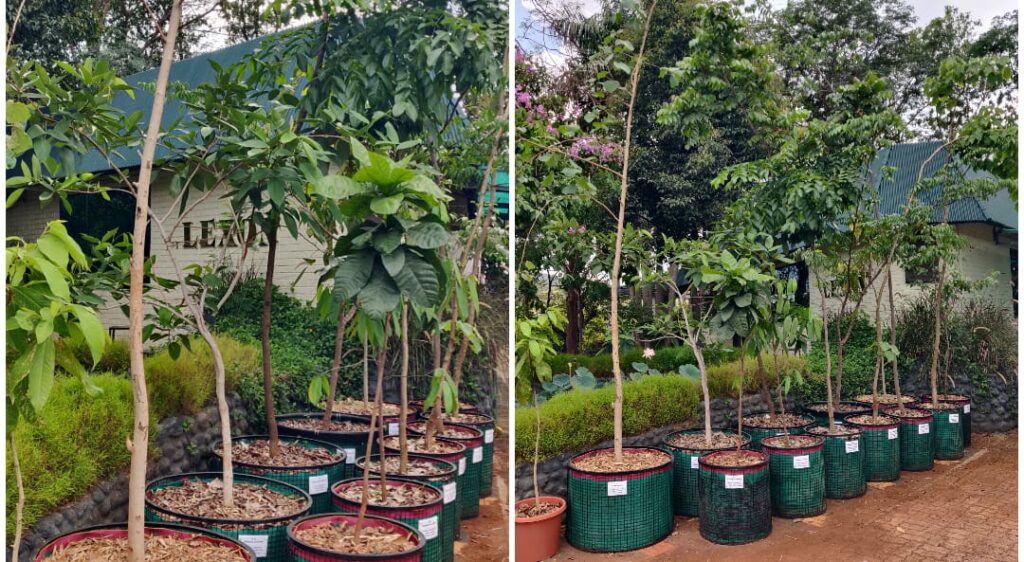 'Sahyadri Arboretum': A Haven for Conservation of Rare Plants and Trees ...