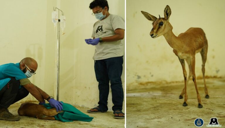 Walk Of Freedom: Injured Animals Released Back Into Wild In Joint ...