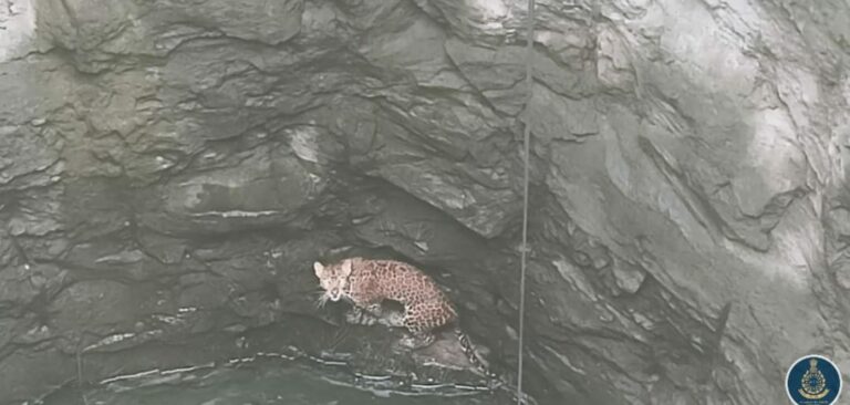 Pune: Drowning Leopard Rescued From 40-Feet Deep Open Well - Punekar News