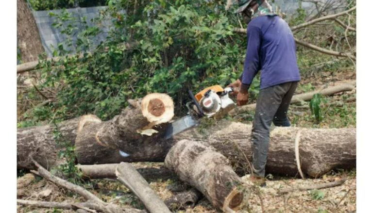 Pune: Trees Cut To Make Advertisement Hoarding Visible On Road ...