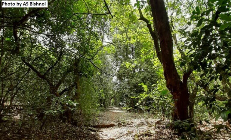 Importance Of Sacred Grove "Devrai" In Our Life - Punekar News