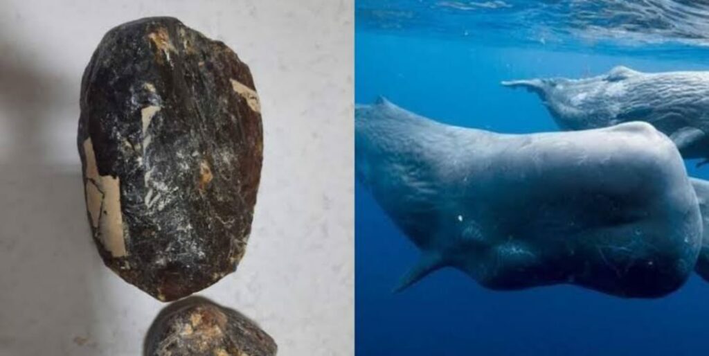 Pune Man Arrested For Attempting To Sell Rs 5 Crore Worth Of Whale ...