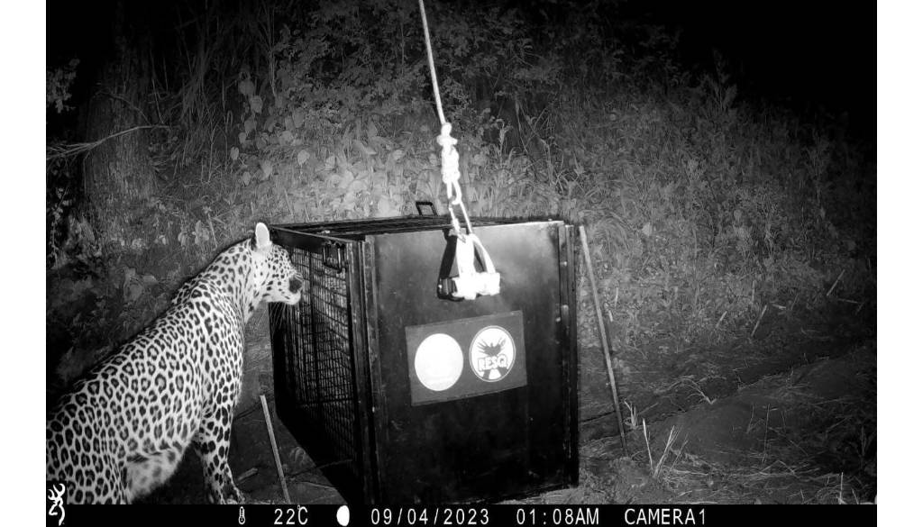 Heartwarming Video: RESQ Facilitates Reunion of Rescued Leopard Cubs ...