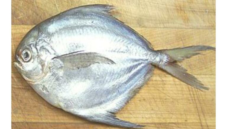 Silver Pomfret Shines as Maharashtra's Official State Fish - Punekar News