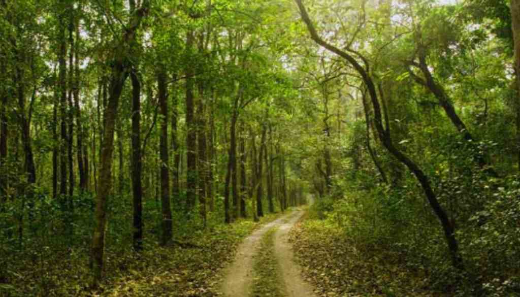 Grassland Safari Soon In Pune, Forest Dept To Start Online Booking From ...