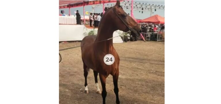 Pune: Horse Worth Rs 7 Crore Steals The Spotlight At Pimpri-Chinchwad ...