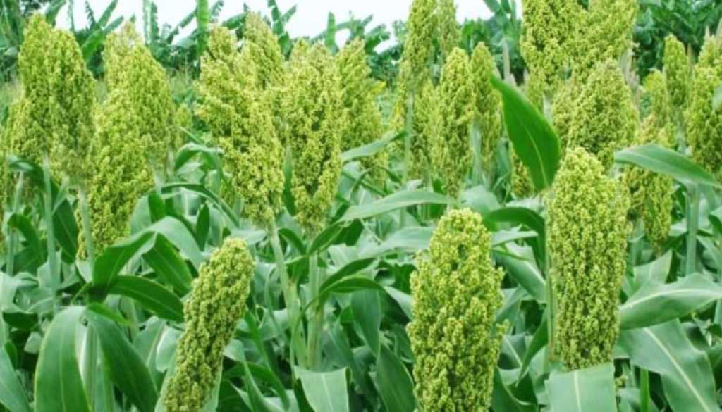 Winter Delicacy "Hurda" Hits Pune Markets, Farmers Satisfied with Good ...