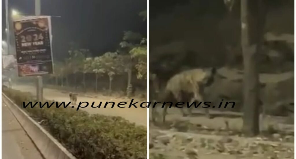 Pune: No Hyena In Residential Area In Porwal Road Dhanori - Forest ...