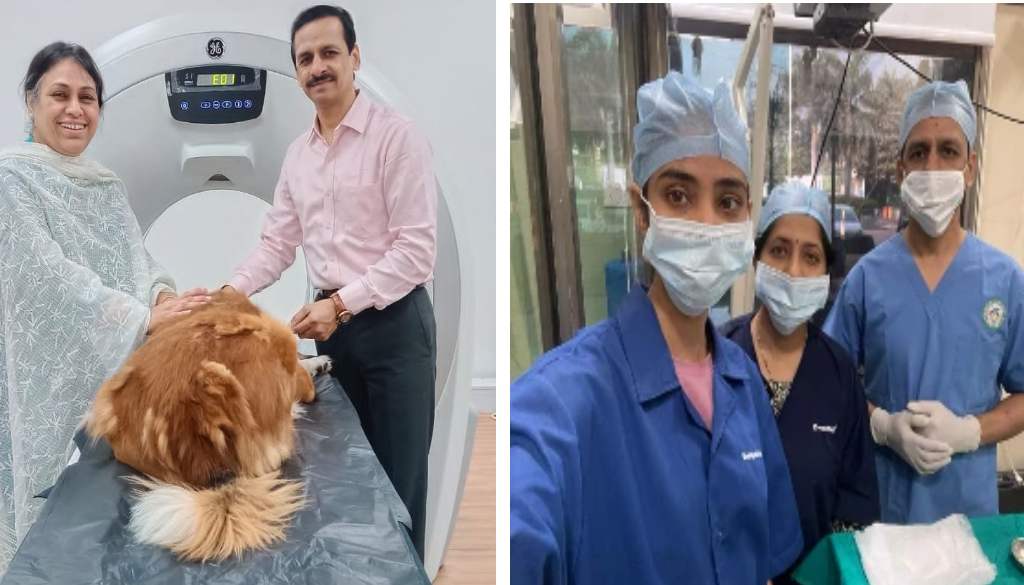 Miraculous Recovery: Pune Vet Team Saves Dog's Life in Successful ...