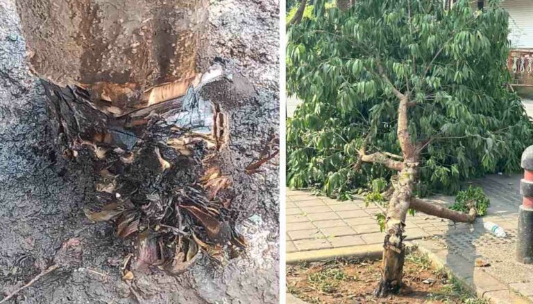 Pune: Unidentified Vandals Target Trees in Pimpri Chinchwad Using Acid ...