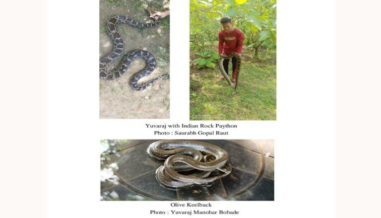 Snake Enthusiast Yuvaraj Manohar Bobade Rescues Indian Rock Python and ...