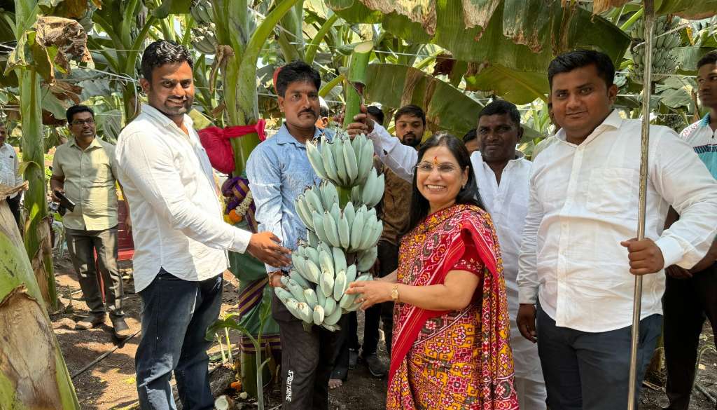 Blue Java Bananas: A Sweet Success Story for Maharashtra Farmers ...