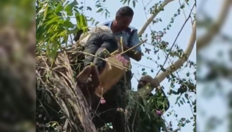 Pune: Man Rescued by Fire Brigade After Getting Stuck in Tree While ...