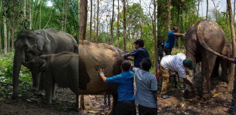 Anant Ambani's Vantara: A Beacon of Hope for Wildlife Rescue and ...