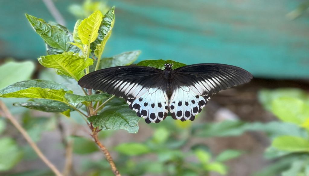 Pune: Rare Blue Mormon Butterfly Spotted at Nplants Nursery in Viman ...