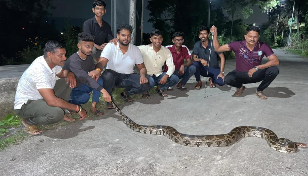 Ten-Foot Indian Rock Python Rescued in Maval Taluka, Pune District ...