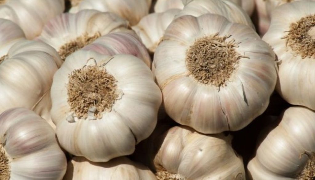Afghan Garlic Arrivals in Maharashtra and South India Prevent Prices ...