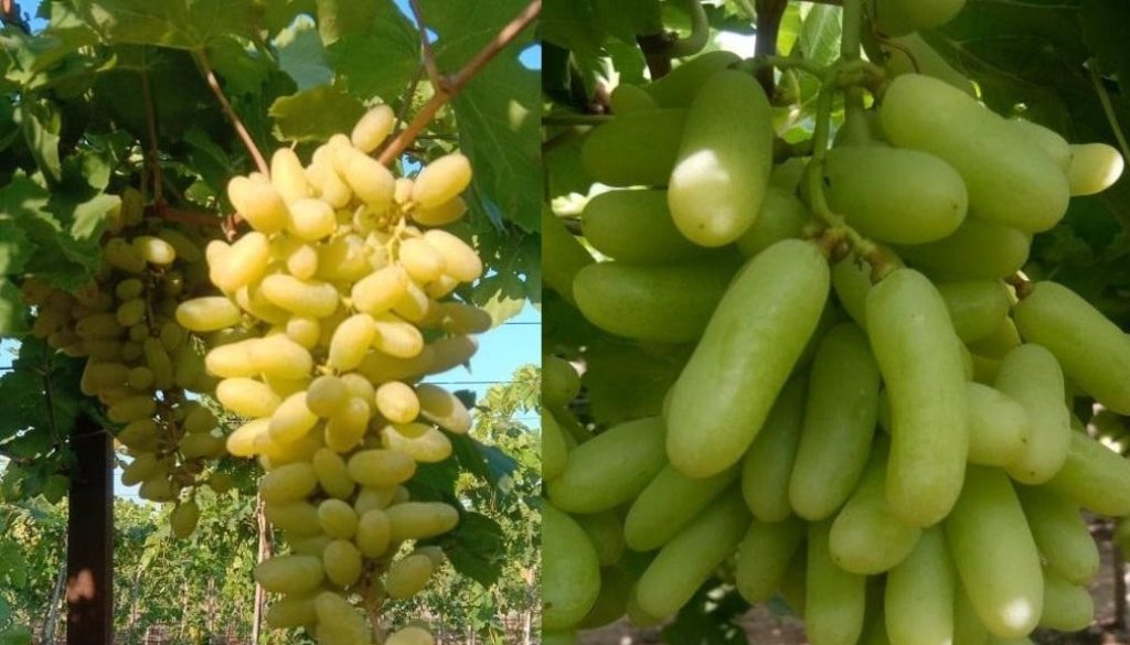 Pune: Indapur Grapes Thrive in Global Markets Despite Lower Production ...