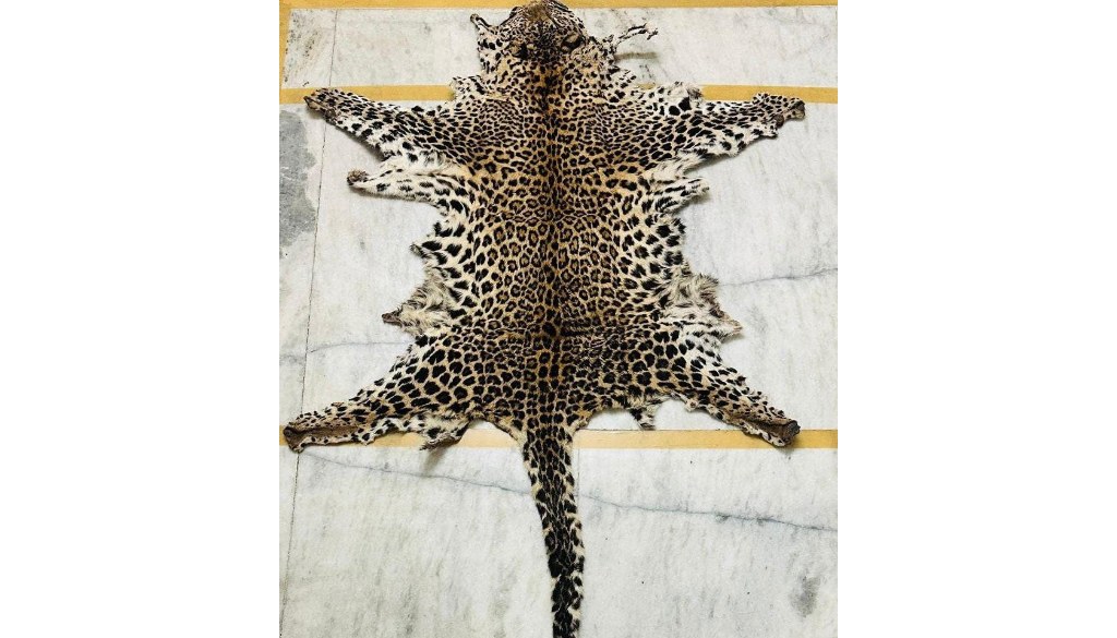DRI Pune Unit Foils Leopard Skin Trade in Akola, Three Arrested ...