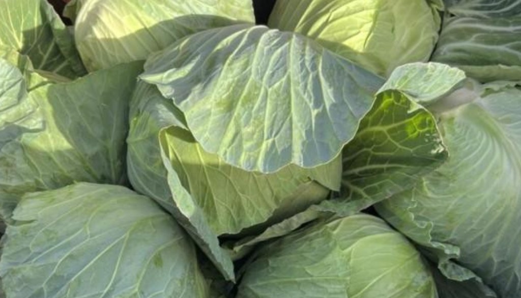 Pune: Cabbage Prices Plunge As Supply Surges And Demand Drops In ...