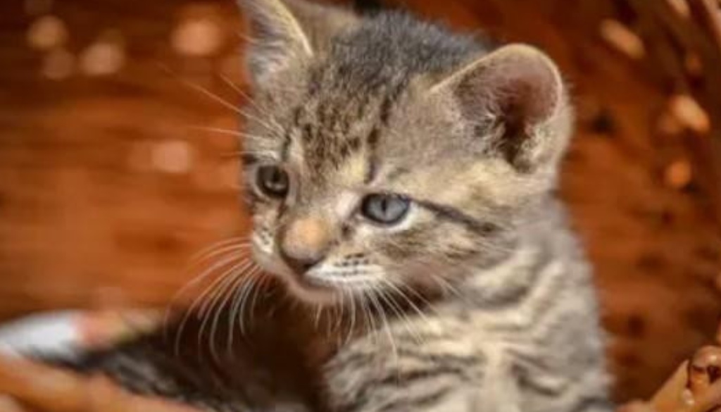 Pune Sees Low Turnout in Pet Cat Registrations Despite PMC Push ...