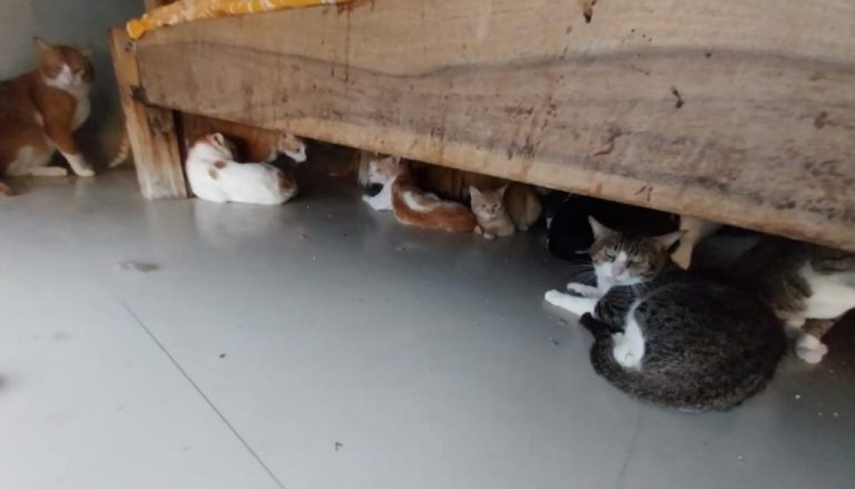 Over 300 Cats Found in Pune Apartment Amid Animal Hoarding Concerns ...