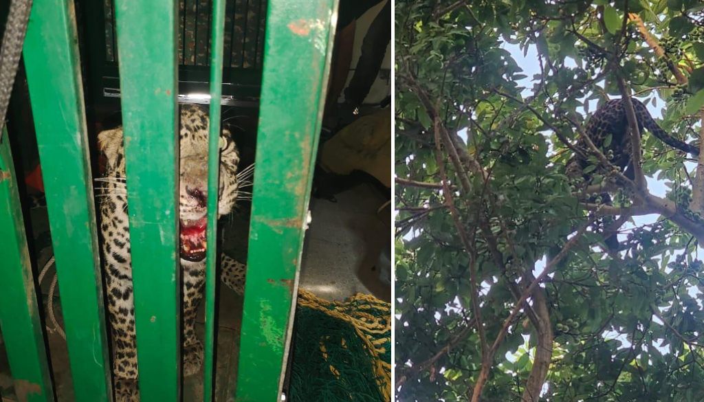 Pune: Leopard Climbs Tree Near Pavana Lake, Injures Six Before Rescue ...